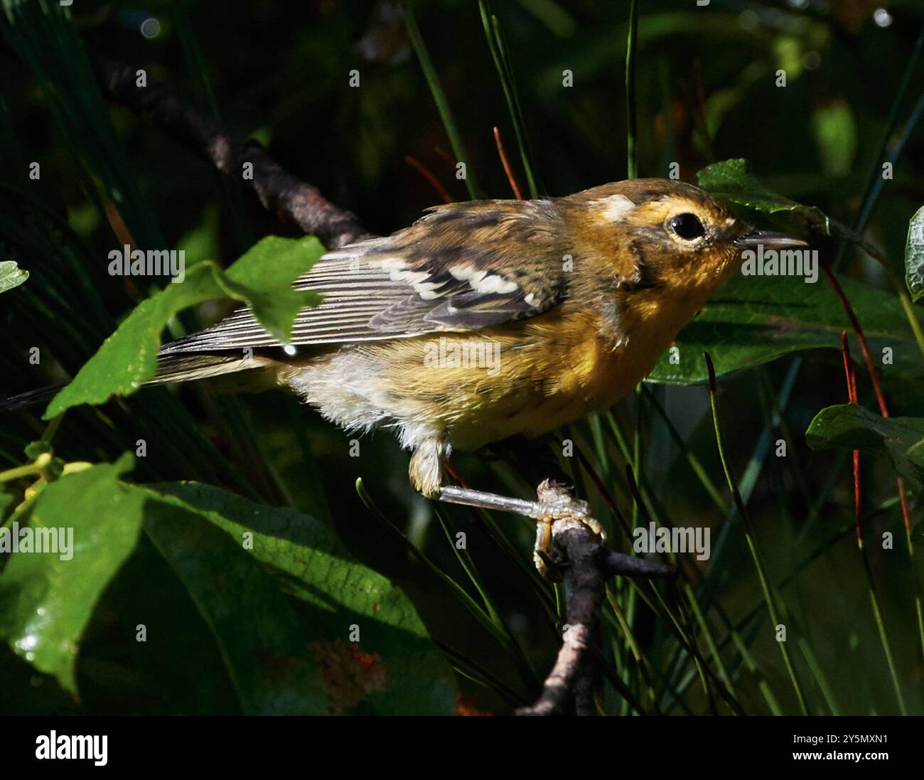 Blackburnian Warbler (Setophaga fusca) Aves Stock Photo - Alamy