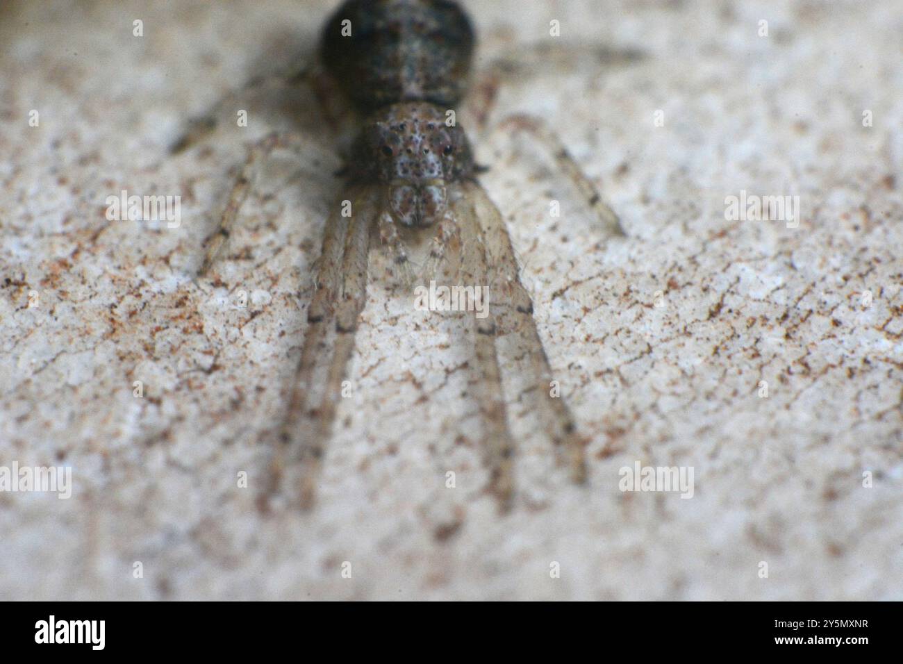 Octopus Spiders (Tmarus) Arachnida Stock Photo - Alamy