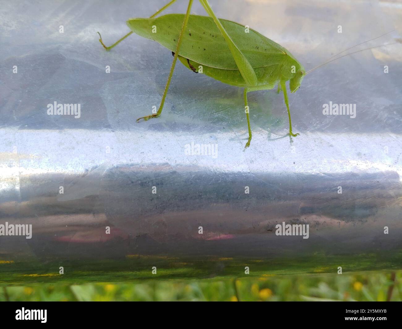 Oblong-winged Katydid (Amblycorypha oblongifolia) Insecta Stock Photo ...