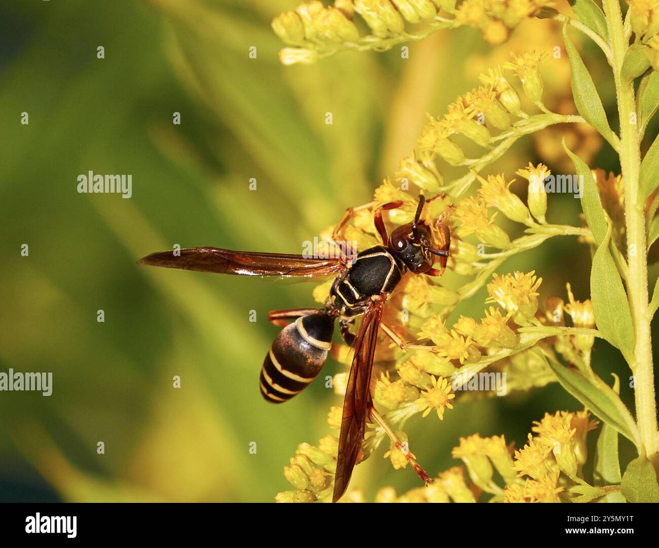 Northern Paper Wasp (Polistes fuscatus) Insecta Stock Photo - Alamy