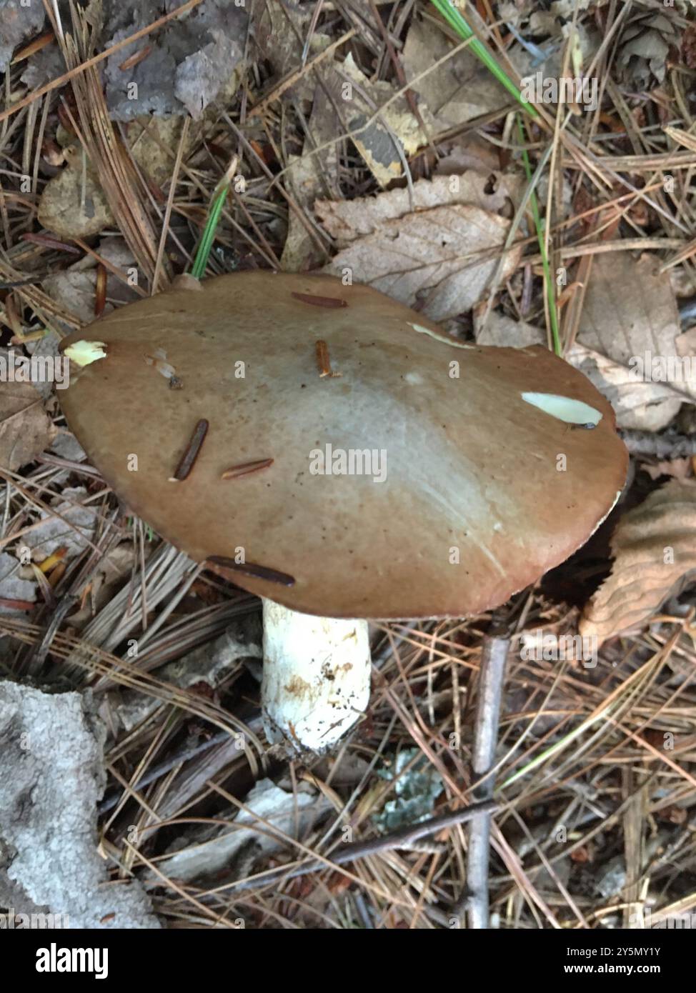 Butterball (Suillus weaverae) Fungi Stock Photo - Alamy