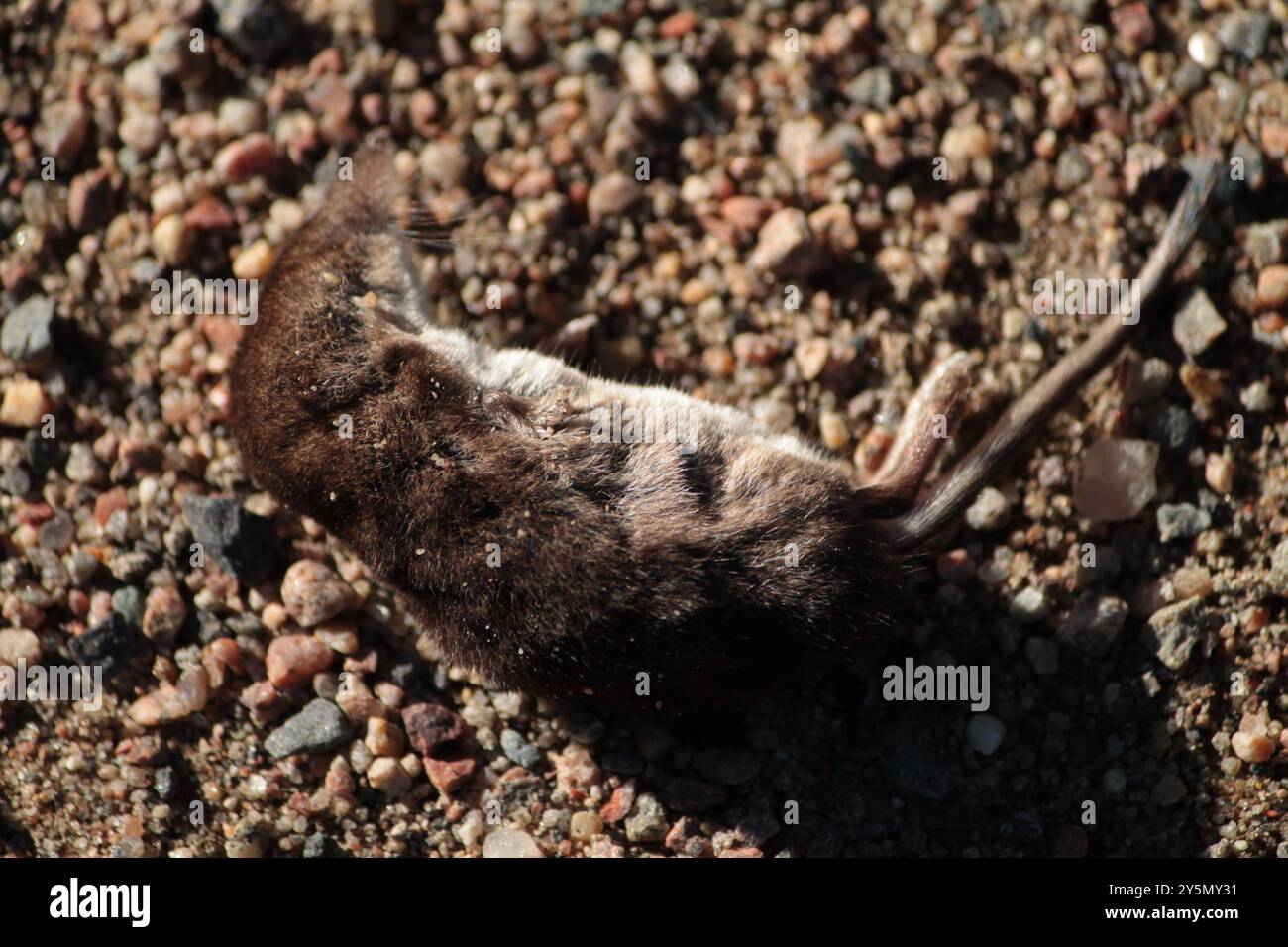 Common Shrew (Sorex araneus) Mammalia Stock Photo - Alamy