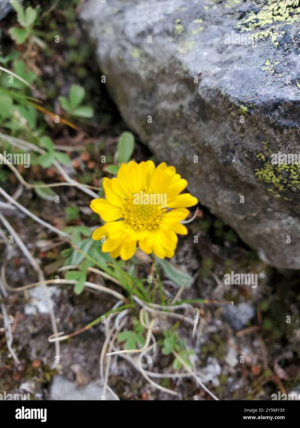 Alpine Yellow Fleabane (Erigeron aureus) Plantae Stock Photo - Alamy