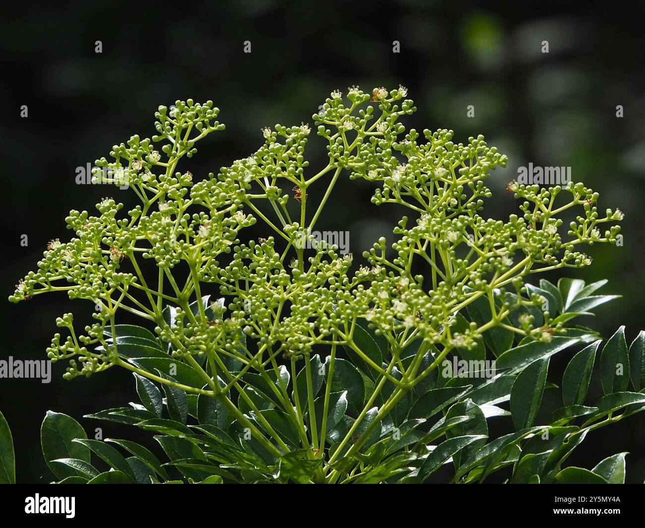 Chinese Wingleaf Prickly Ash (Zanthoxylum avicennae) Plantae Stock ...