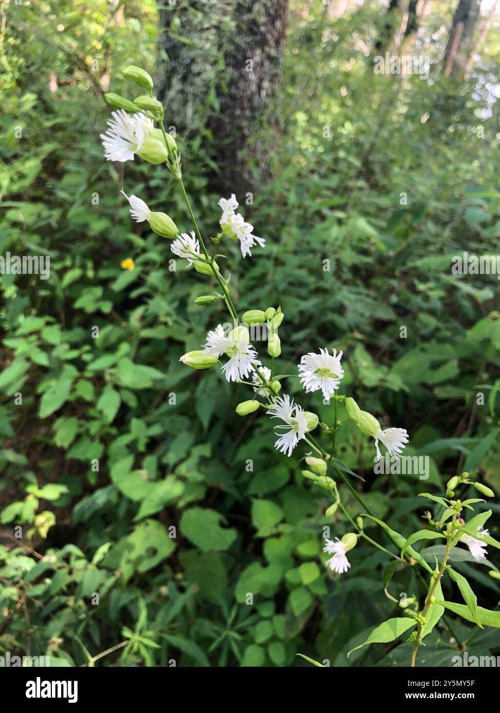 starry campion (Silene stellata) Plantae Stock Photo - Alamy