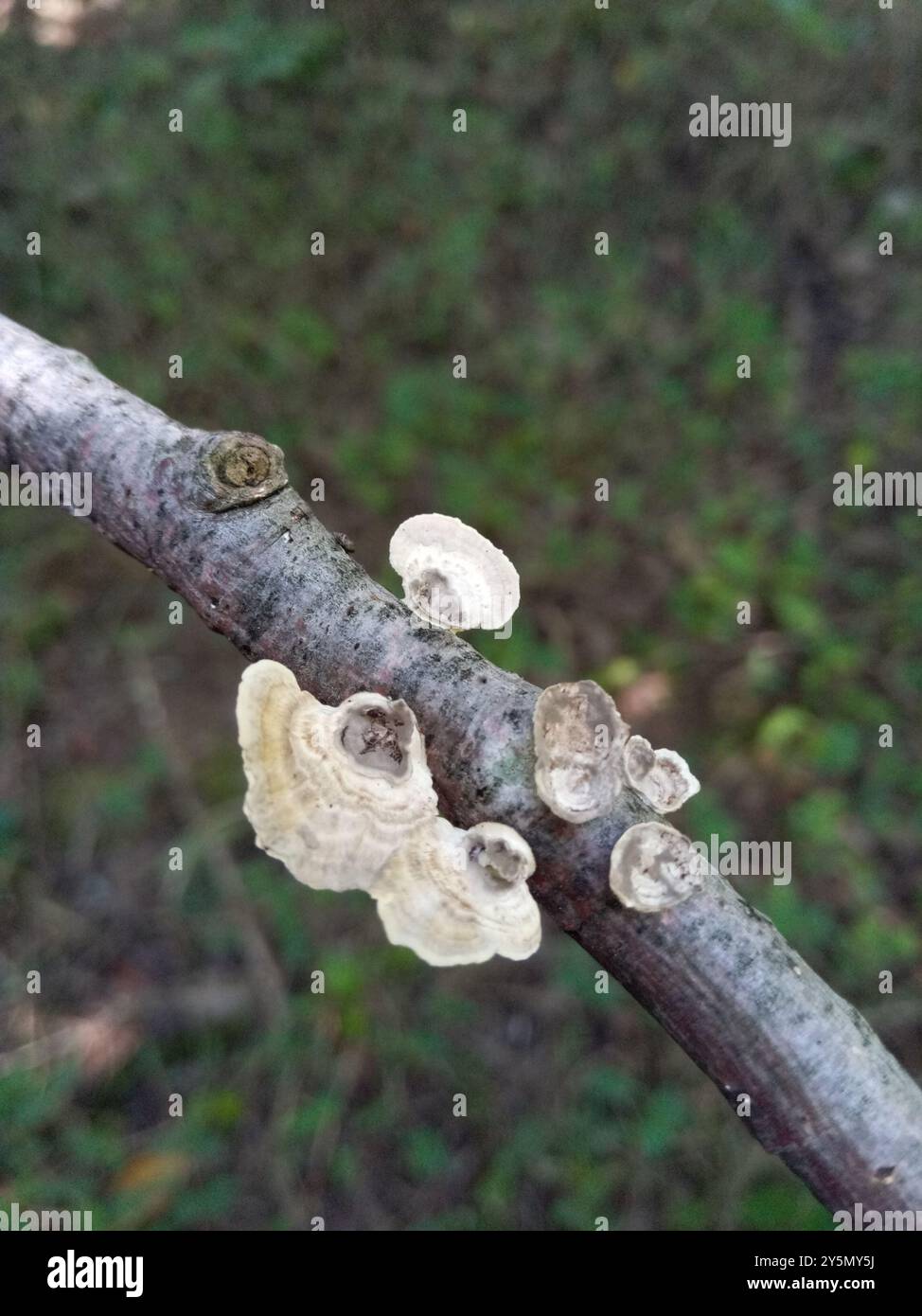 little nest polypore (Trametes conchifer) Fungi Stock Photo - Alamy