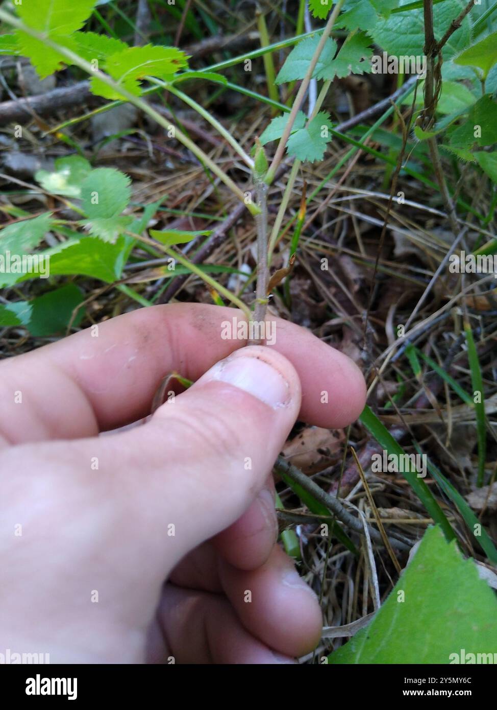 showy mountain-ash (Sorbus decora) Plantae Stock Photo - Alamy