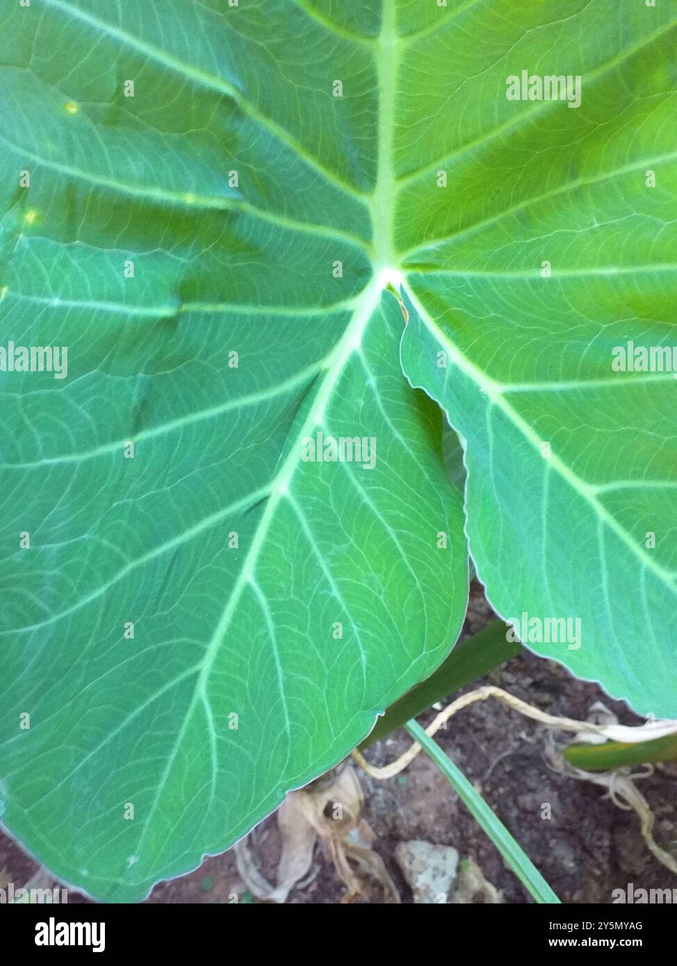 Arrowleaf Elephant's Ear (Xanthosoma sagittifolium) Plantae Stock Photo ...