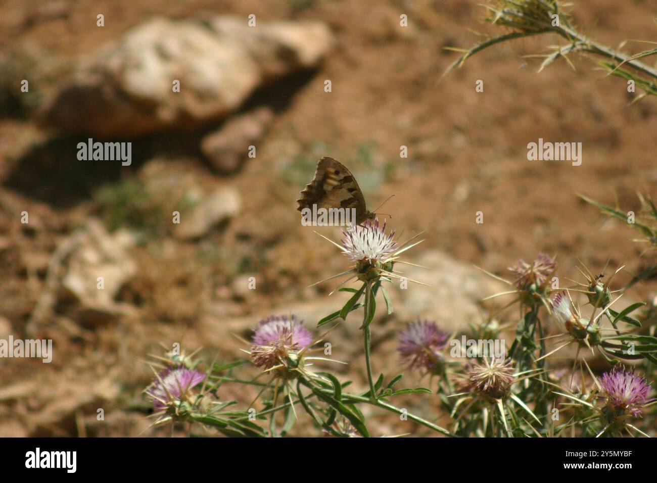 The Hermit (Chazara briseis) Insecta Stock Photo - Alamy
