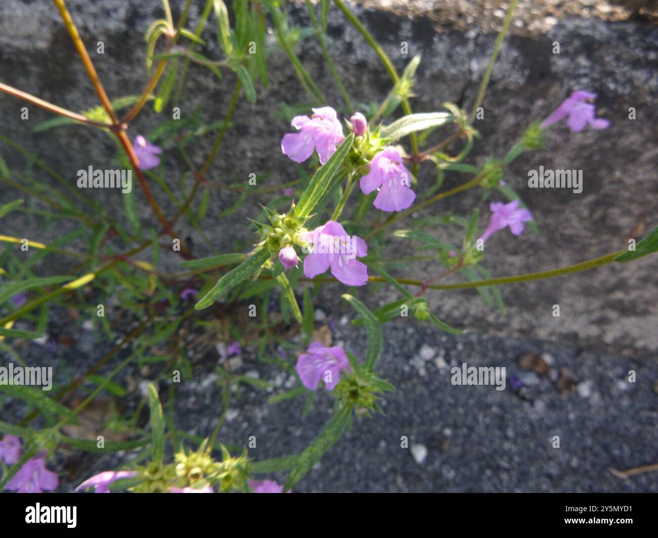 Red Hemp-nettle (Galeopsis angustifolia) Plantae Stock Photo - Alamy