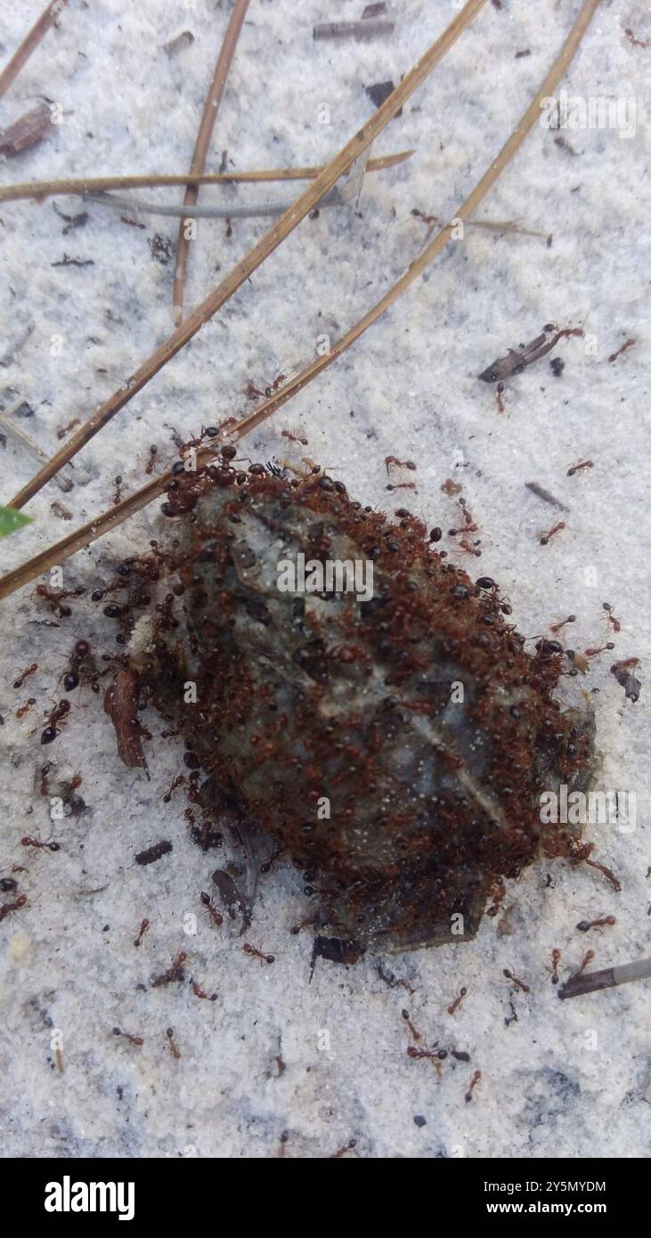 Southern Toad (Anaxyrus terrestris) Amphibia Stock Photo - Alamy
