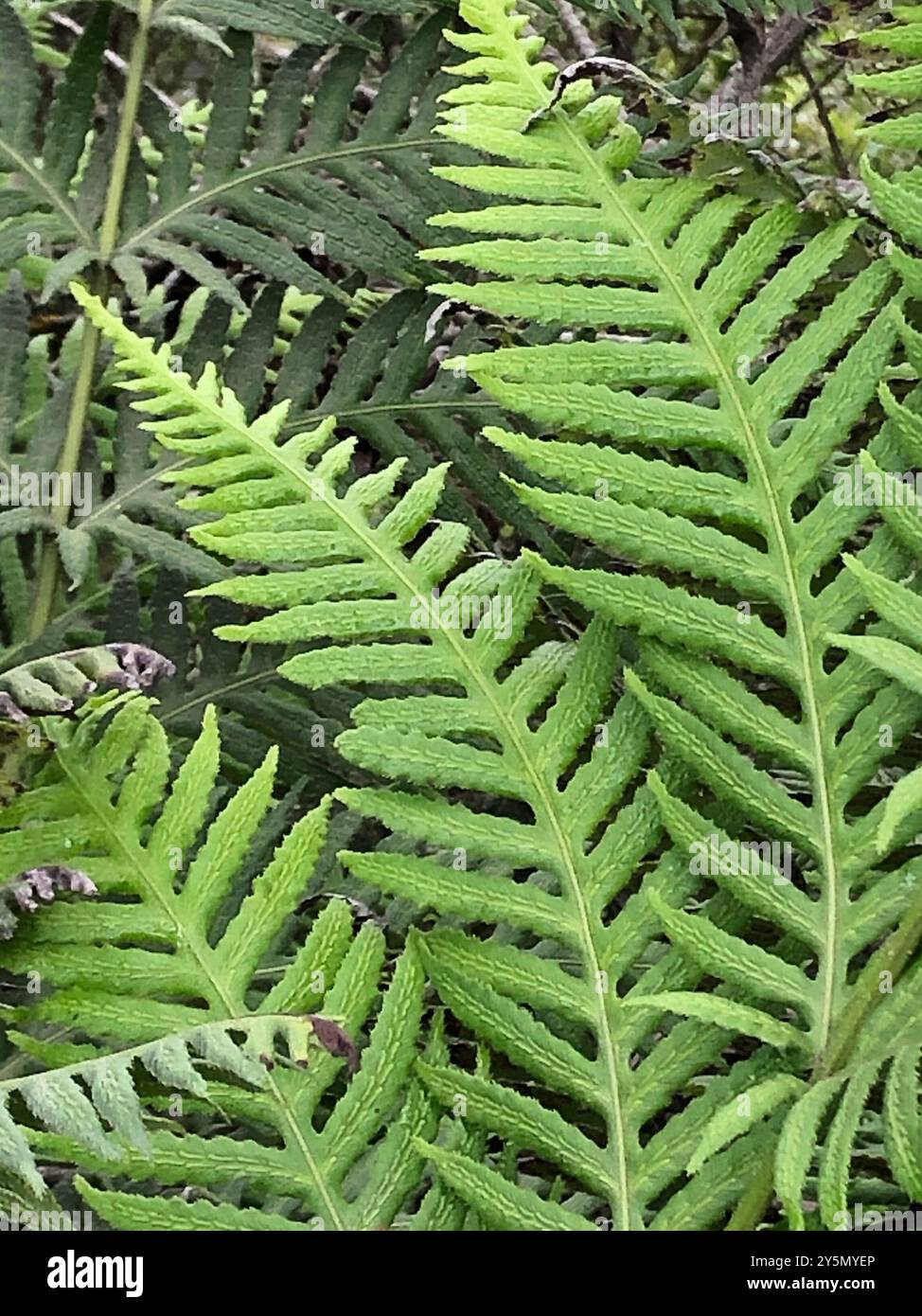giant chain fern (Woodwardia fimbriata) Plantae Stock Photo - Alamy