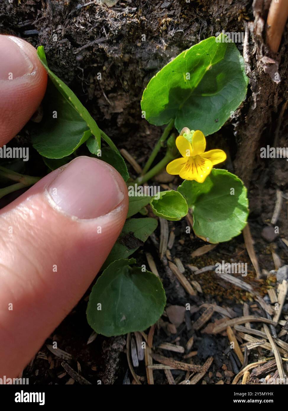 western roundleaf violet (Viola orbiculata) Plantae Stock Photo - Alamy