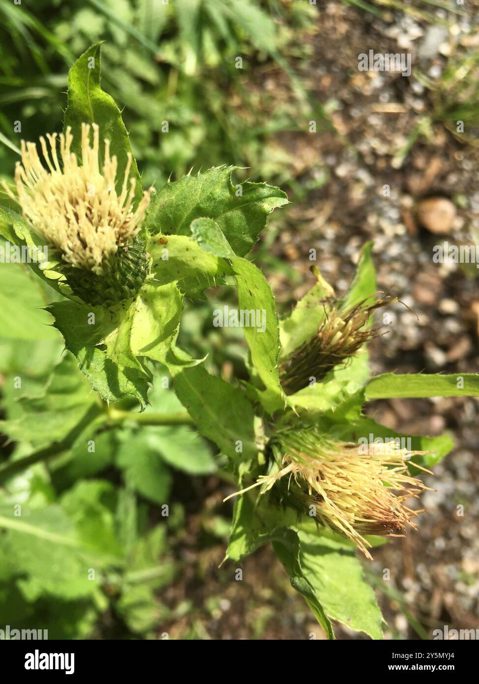 Cabbage Thistle (Cirsium oleraceum) Plantae Stock Photo - Alamy