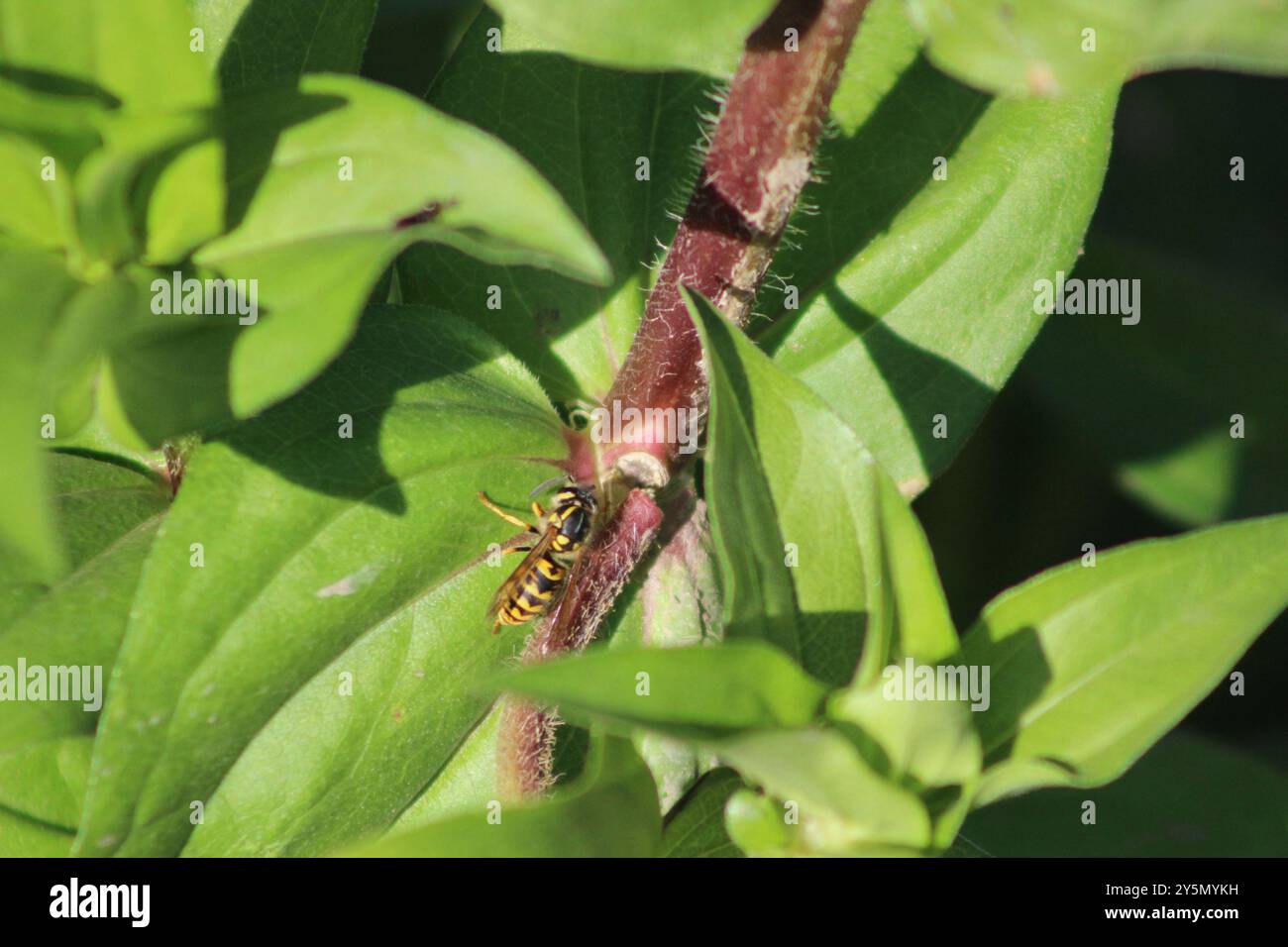German Yellowjacket (Vespula germanica) Insecta Stock Photo - Alamy