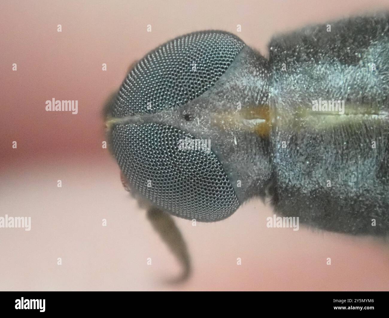 Ship-timber Beetles (Atractocerus) Insecta Stock Photo - Alamy