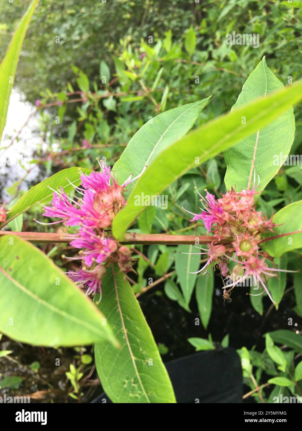 swamp loosestrife (Decodon verticillatus) Plantae Stock Photo - Alamy