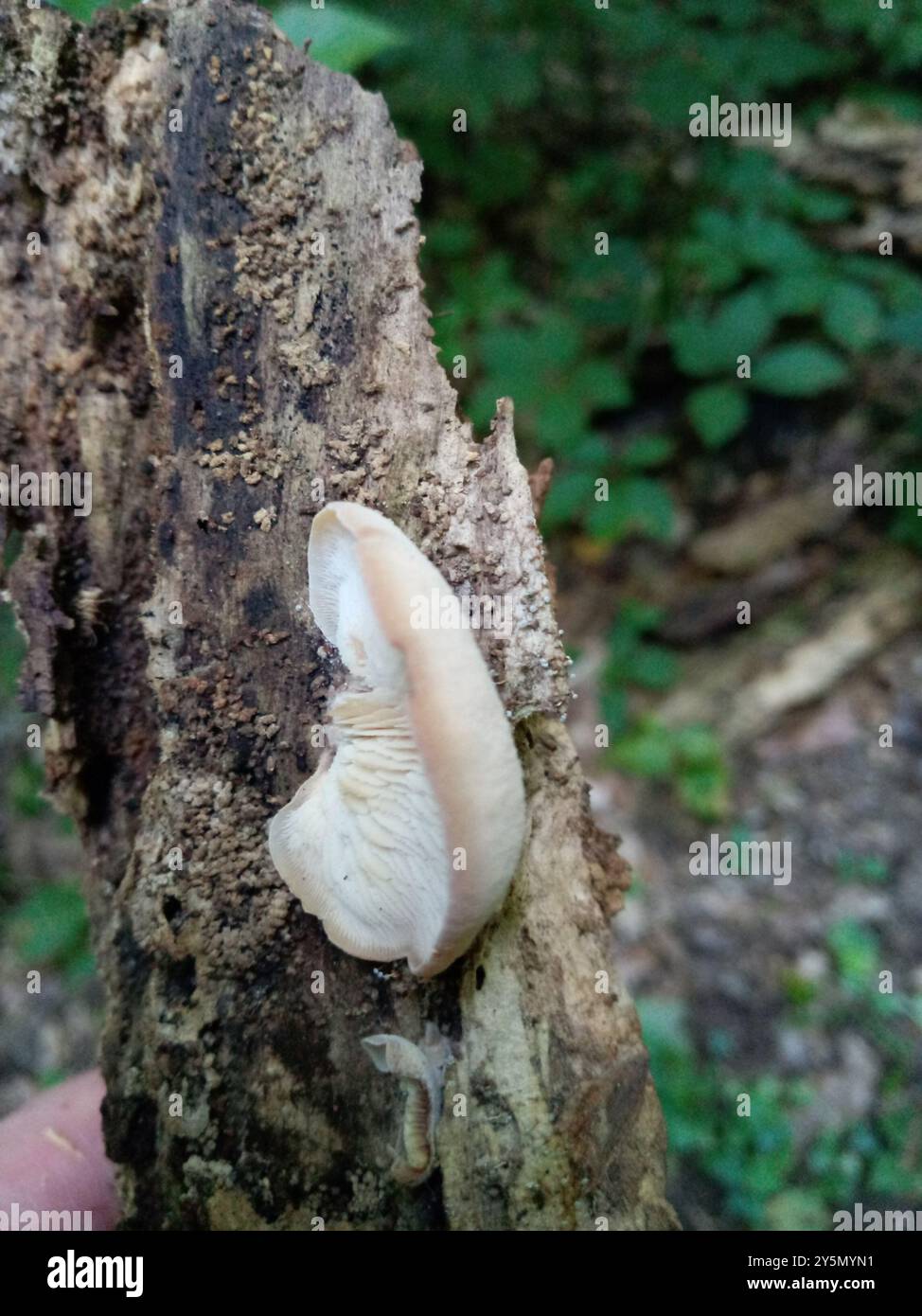 bear lentinus (Lentinellus ursinus) Fungi Stock Photo - Alamy