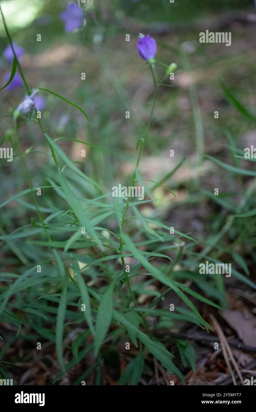 Common Harebell (Campanula rotundifolia) Plantae Stock Photo - Alamy