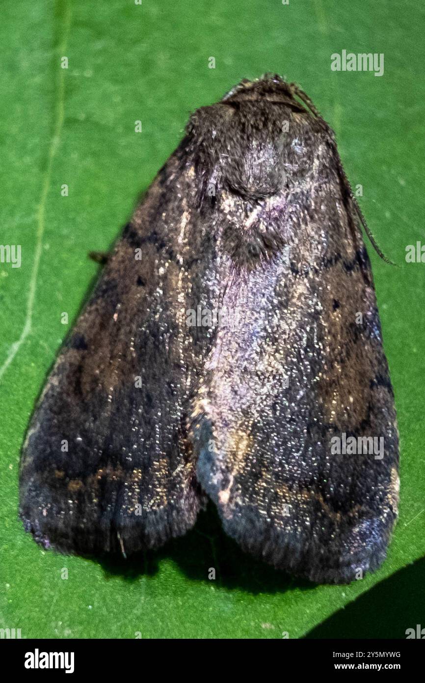 Owlet Moths and Allies (Noctuoidea) Insecta Stock Photo - Alamy