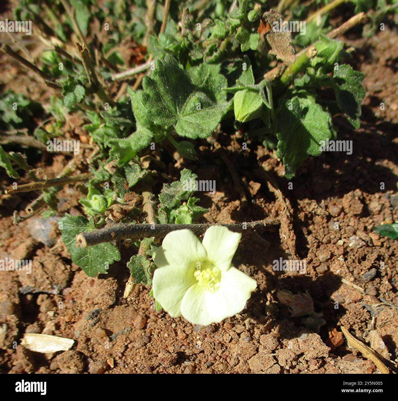 Pavonia burchellii hi-res stock photography and images - Alamy