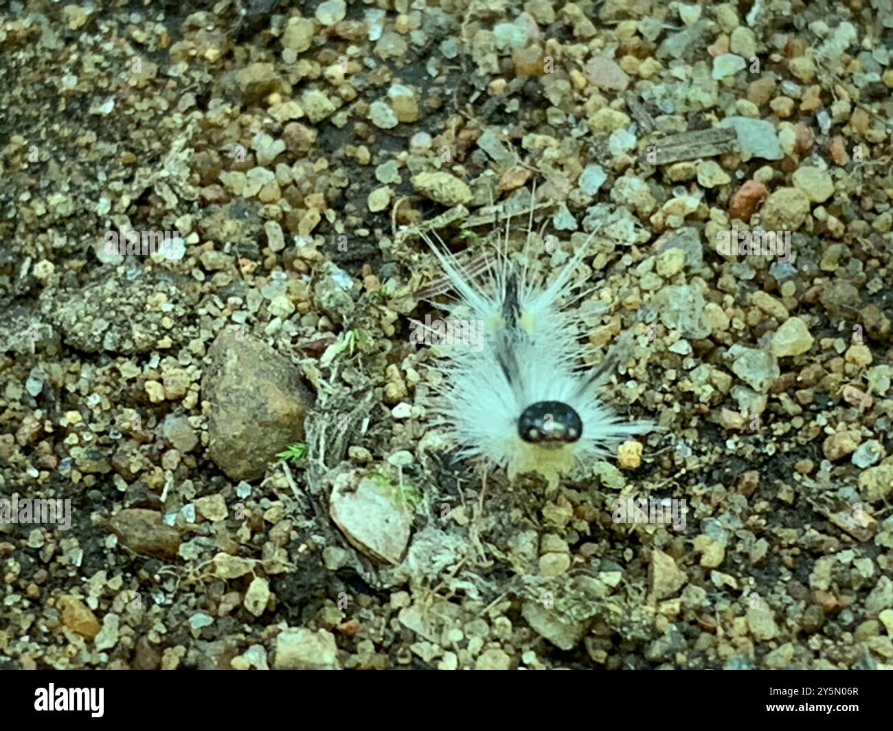 Banded Tussock Moth (Halysidota tessellaris) Insecta Stock Photo - Alamy