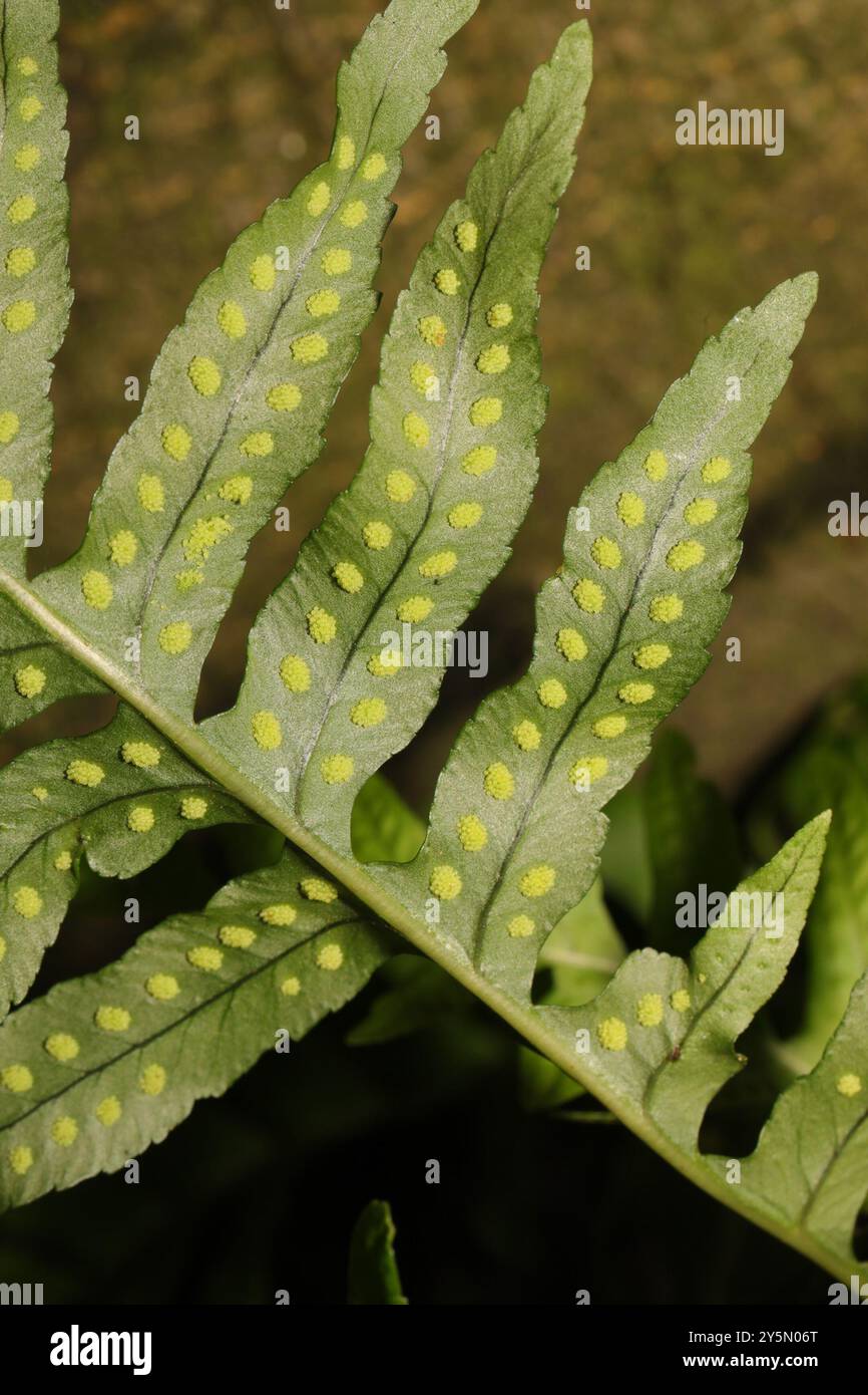 common polypody (Polypodium vulgare) Plantae Stock Photo - Alamy