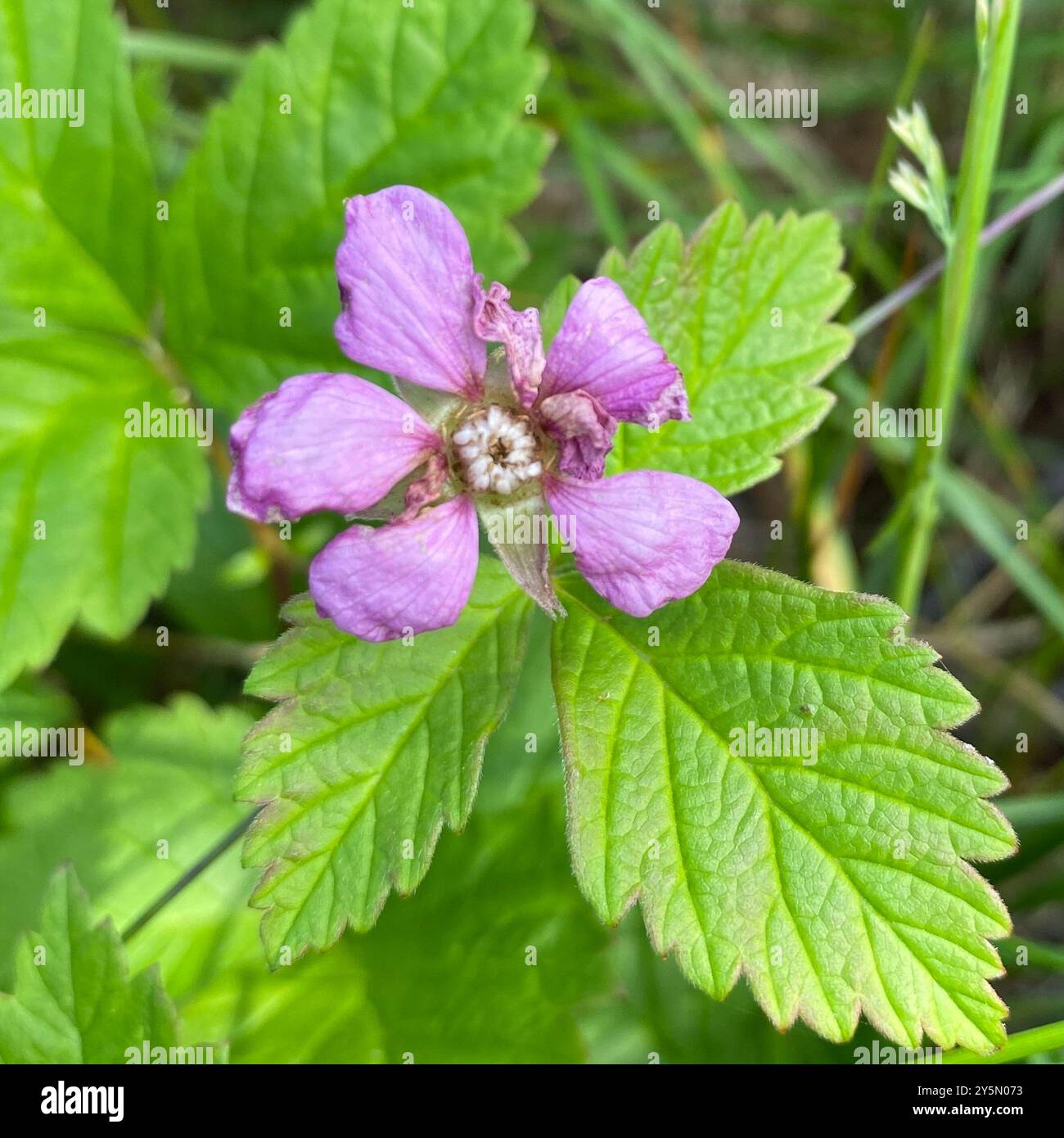Arctic raspberry (Rubus arcticus) Plantae Stock Photo - Alamy