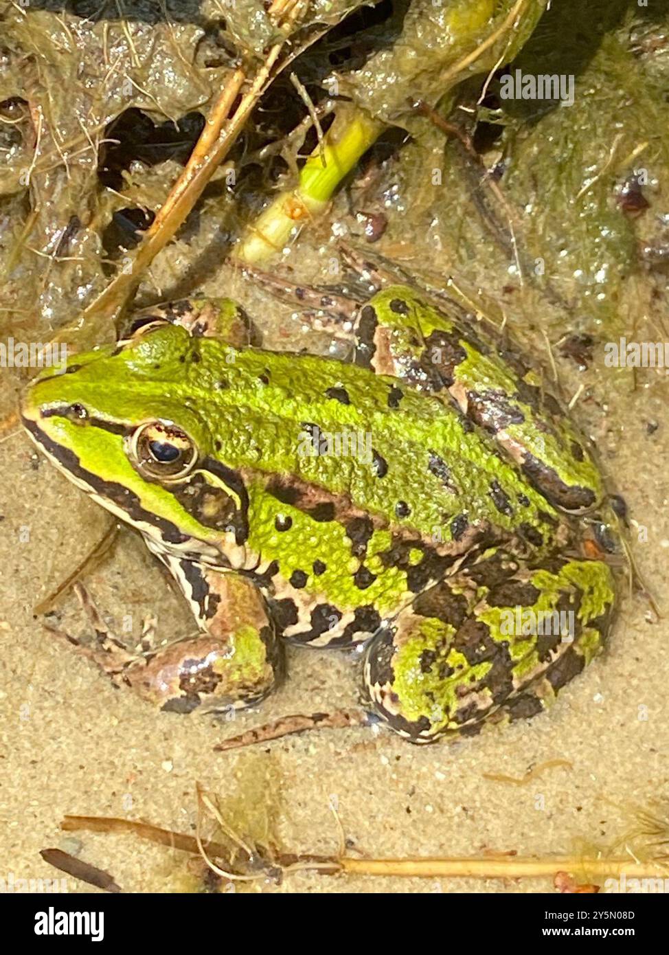 Water Frogs (Pelophylax) Amphibia Stock Photo - Alamy