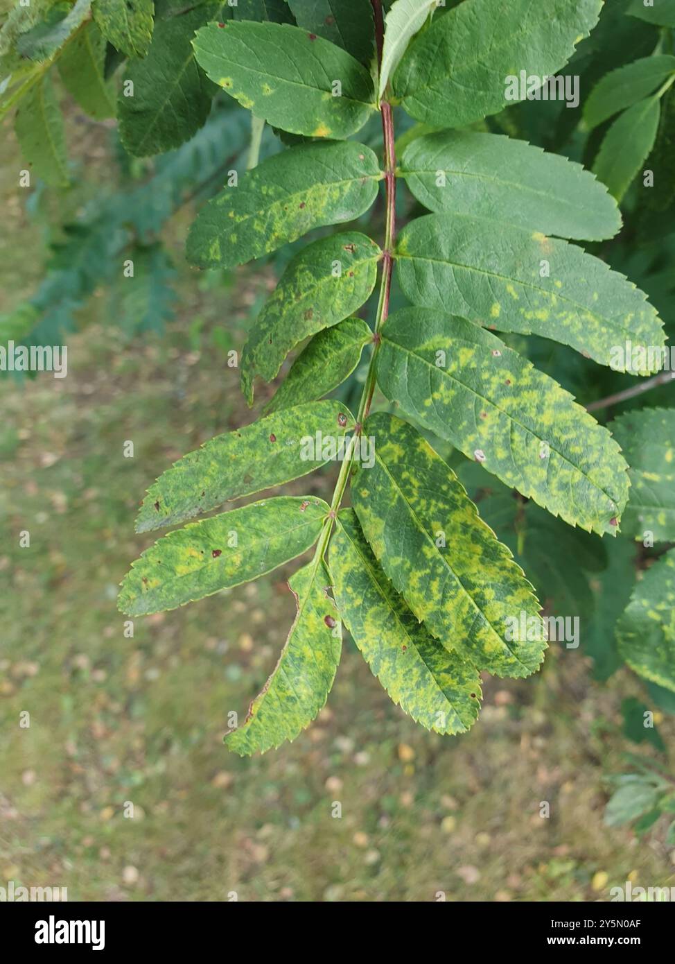 European mountain ash ringspot-associated virus (Emaravirus sorbi Stock ...