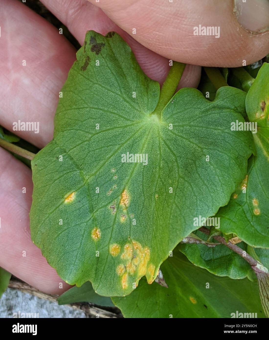 rust fungi (Pucciniales) Fungi Stock Photo - Alamy