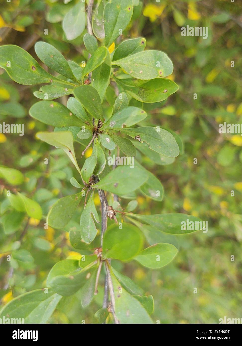 Japanese barberry (Berberis thunbergii) Plantae Stock Photo - Alamy