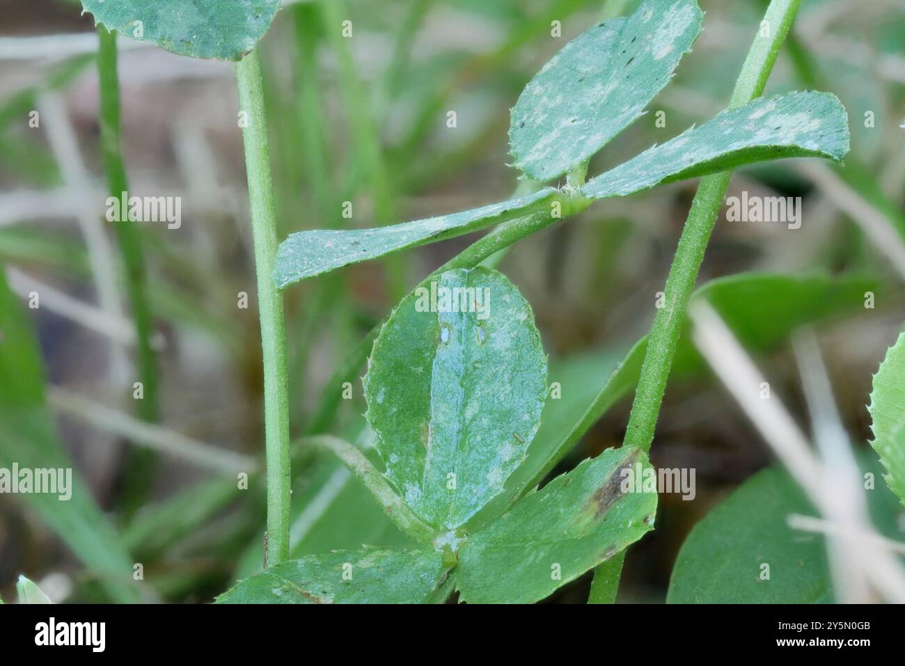Clover Powdery Mildew (Erysiphe trifoliorum) Fungi Stock Photo - Alamy