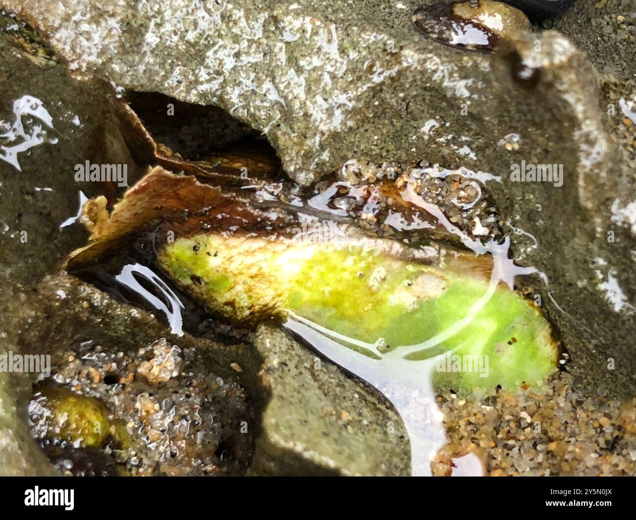Flat-tip Piddock (Penitella penita) Mollusca Stock Photo - Alamy