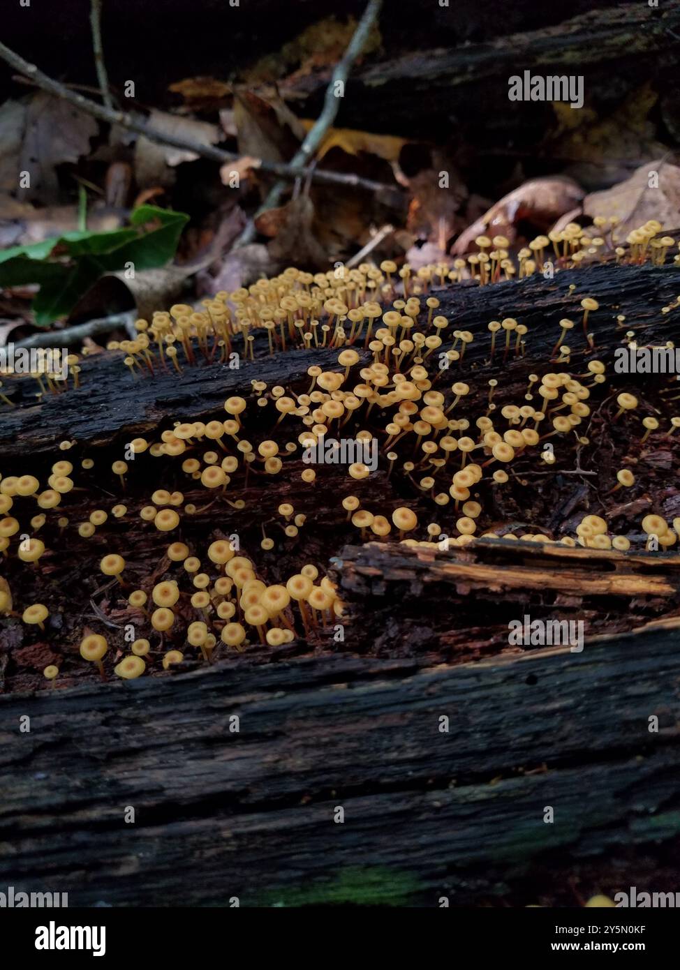 Cross-veined Troop Mushroom (Xeromphalina kauffmanii) Fungi Stock Photo ...