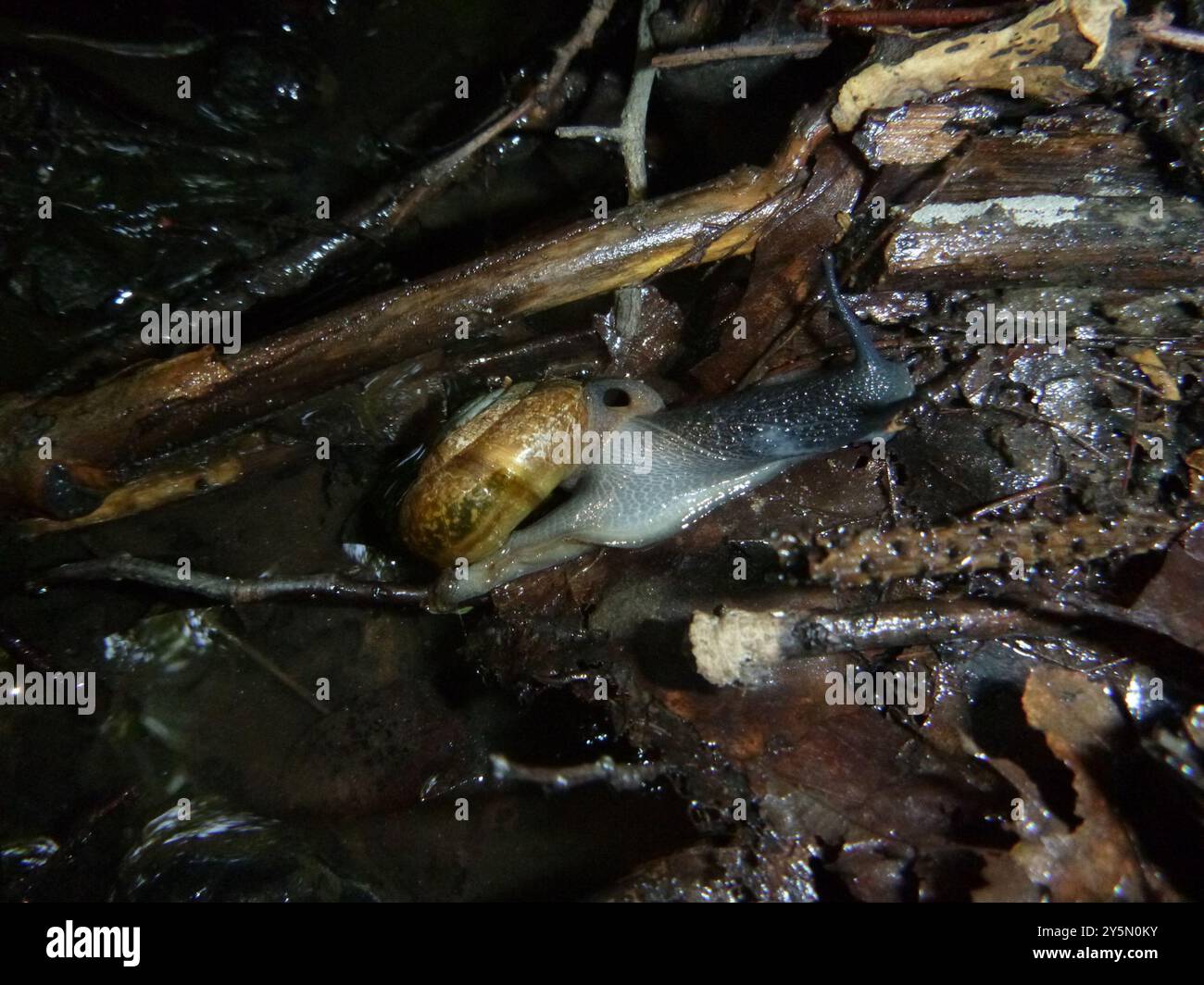 Large Glass Snail (Aegopis verticillus) Mollusca Stock Photo - Alamy