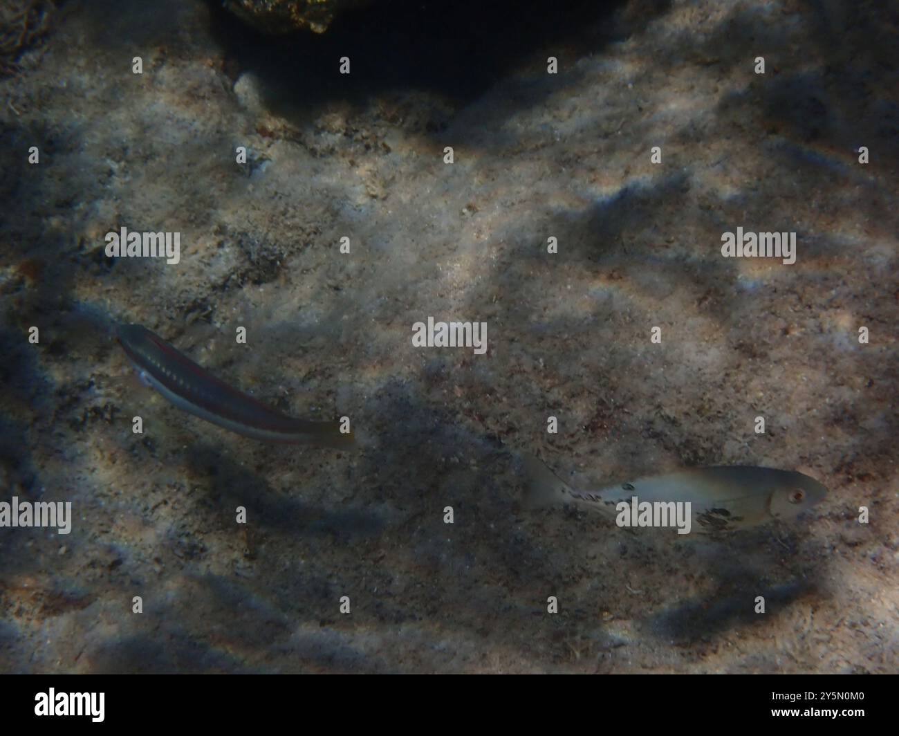 Mediterranean Rainbow Wrasse (Coris julis) Actinopterygii Stock Photo ...