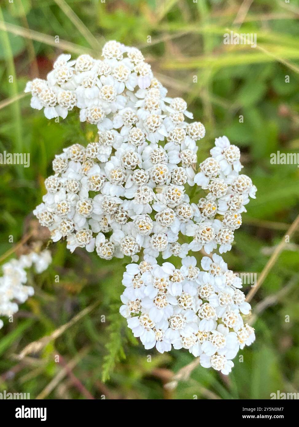 common yarrow complex (Achillea millefolium) Plantae Stock Photo - Alamy