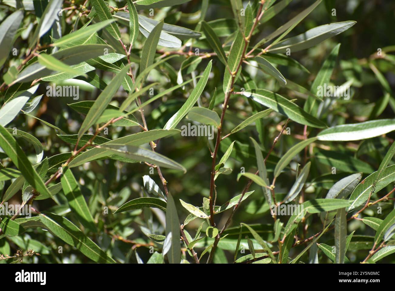 red willow (Salix laevigata) Plantae Stock Photo - Alamy