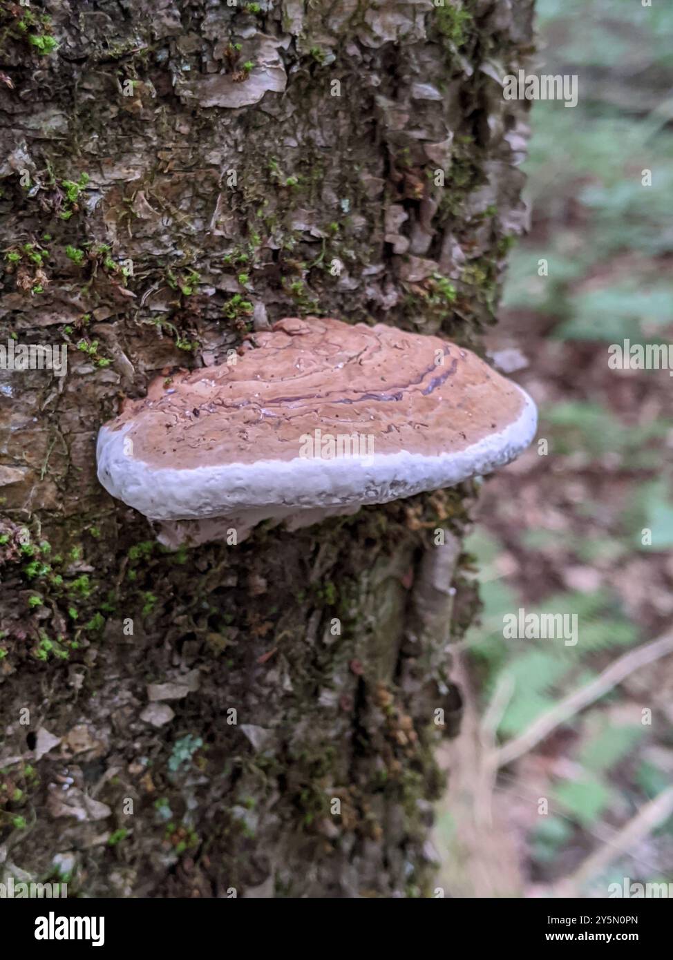 artist's bracket (Ganoderma applanatum) Fungi Stock Photo - Alamy