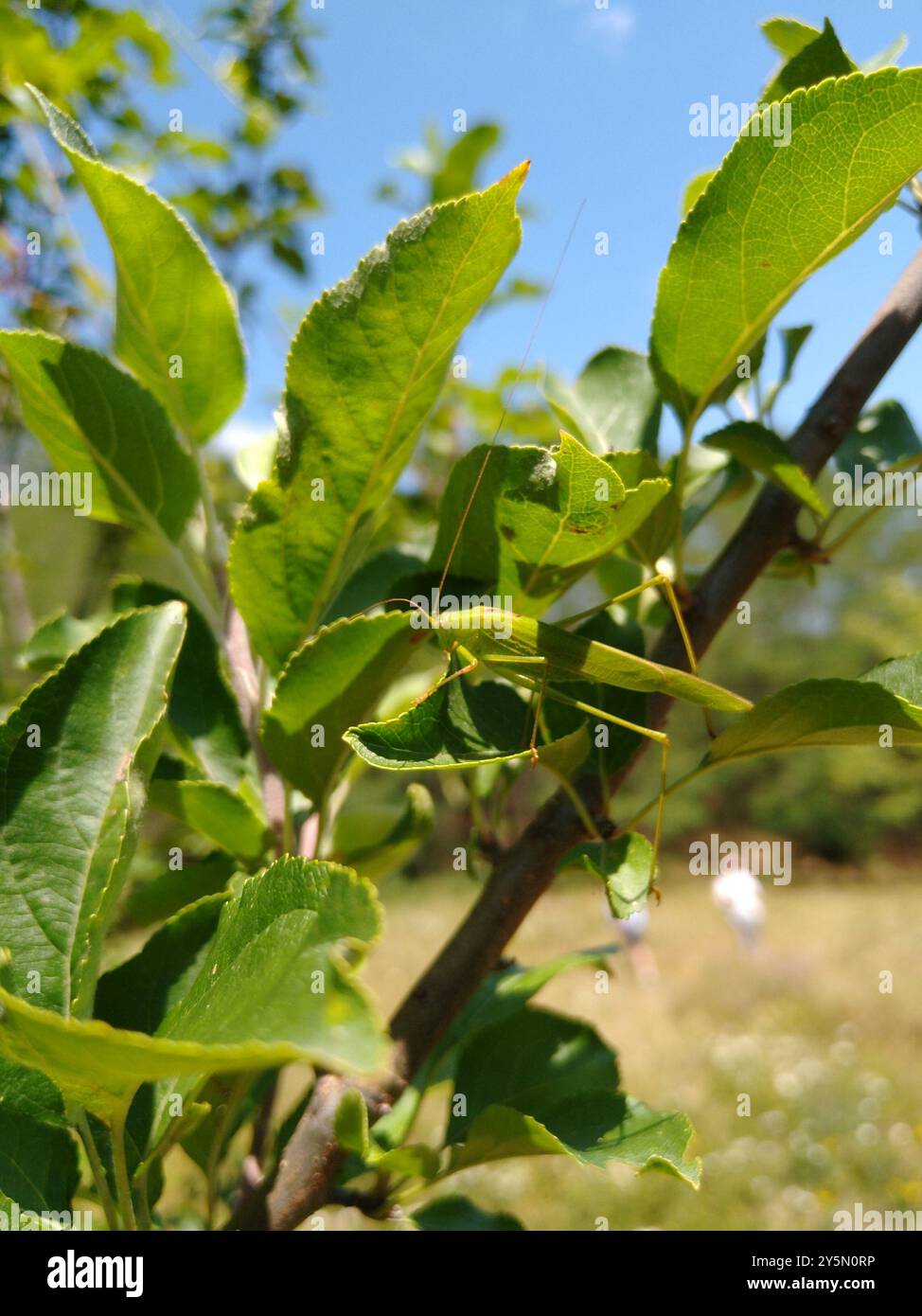 Sickle-bearing Bush-cricket (Phaneroptera falcata) Insecta Stock Photo ...