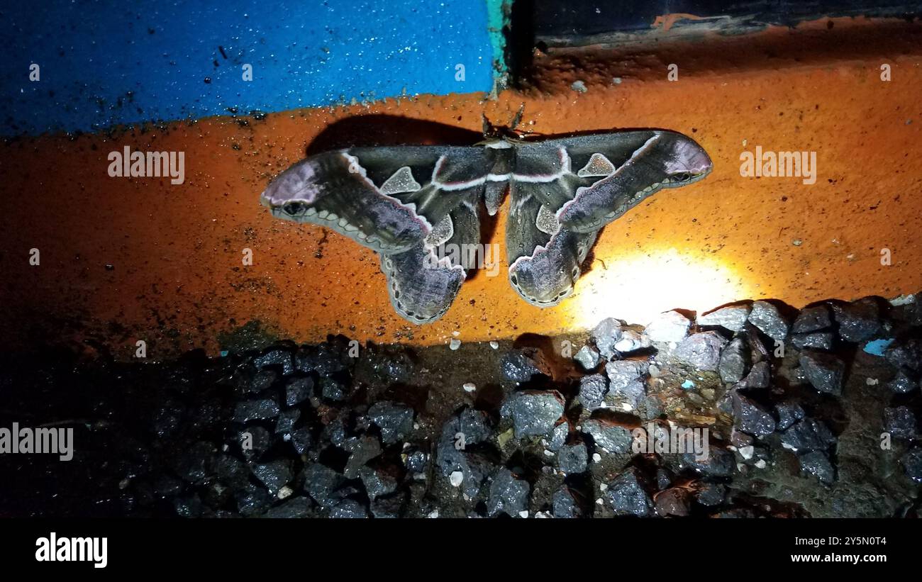 (Rothschildia lebeau inca) Insecta Stock Photo - Alamy