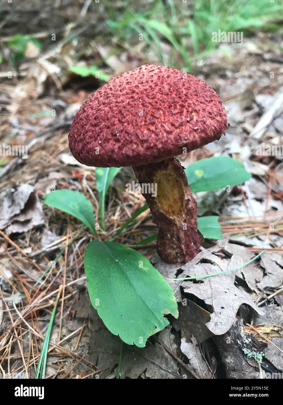 Painted Suillus (Suillus spraguei) Fungi Stock Photo - Alamy