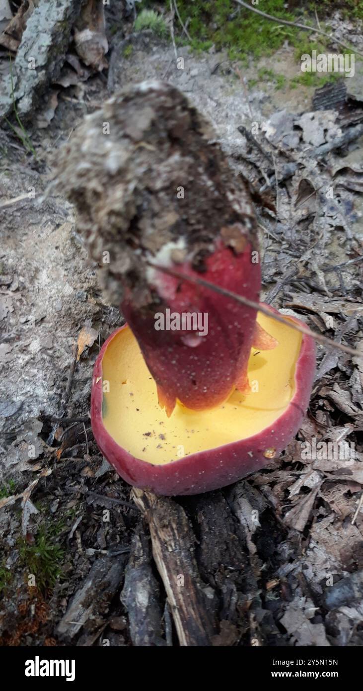 two-colored bolete (Baorangia bicolor) Fungi Stock Photo - Alamy