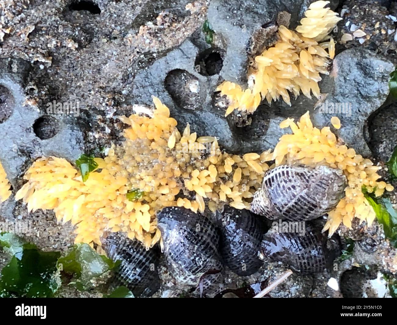 Angular Unicorn (Acanthinucella spirata) Mollusca Stock Photo - Alamy