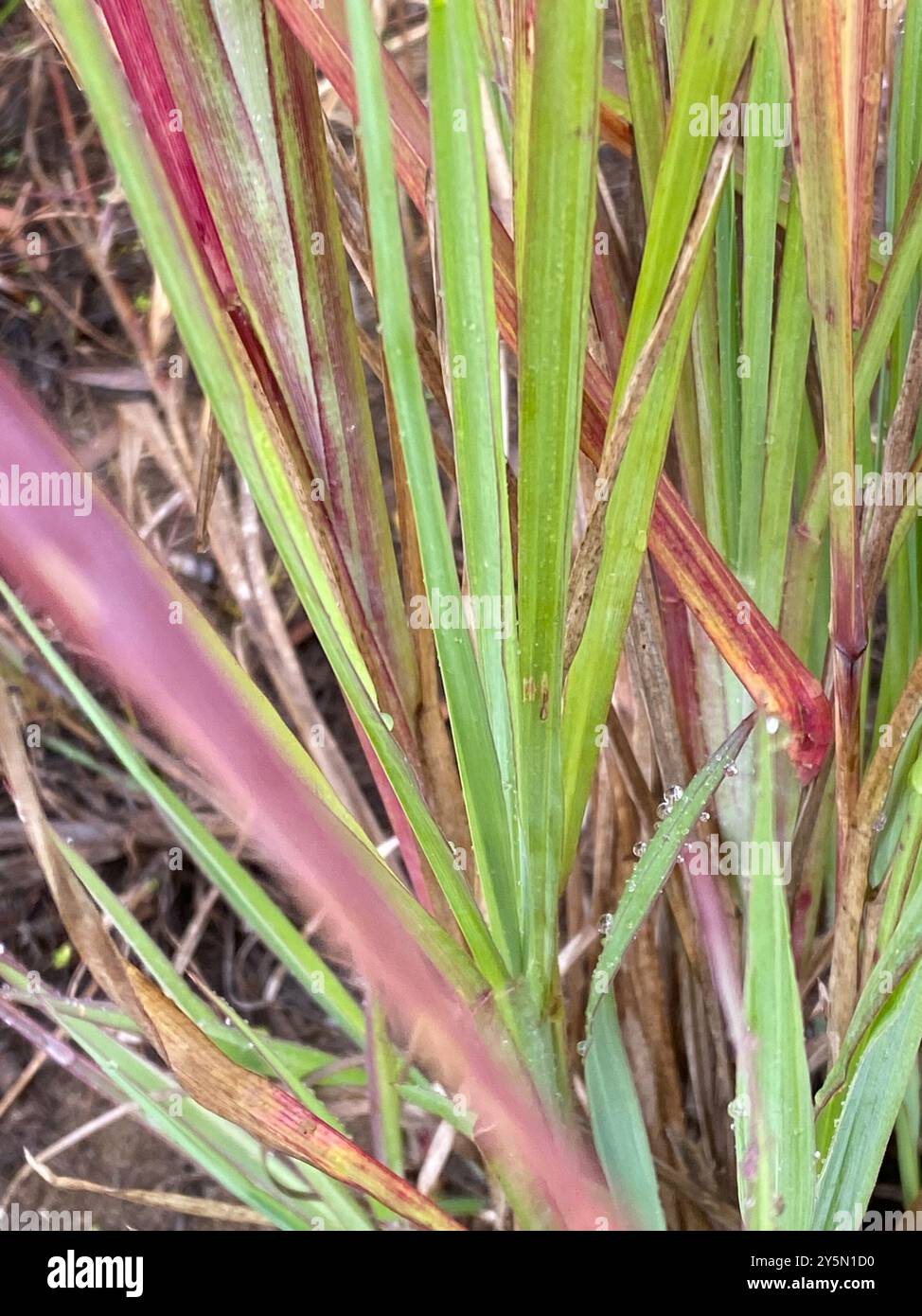 African bristlegrass (Setaria sphacelata) Plantae Stock Photo - Alamy