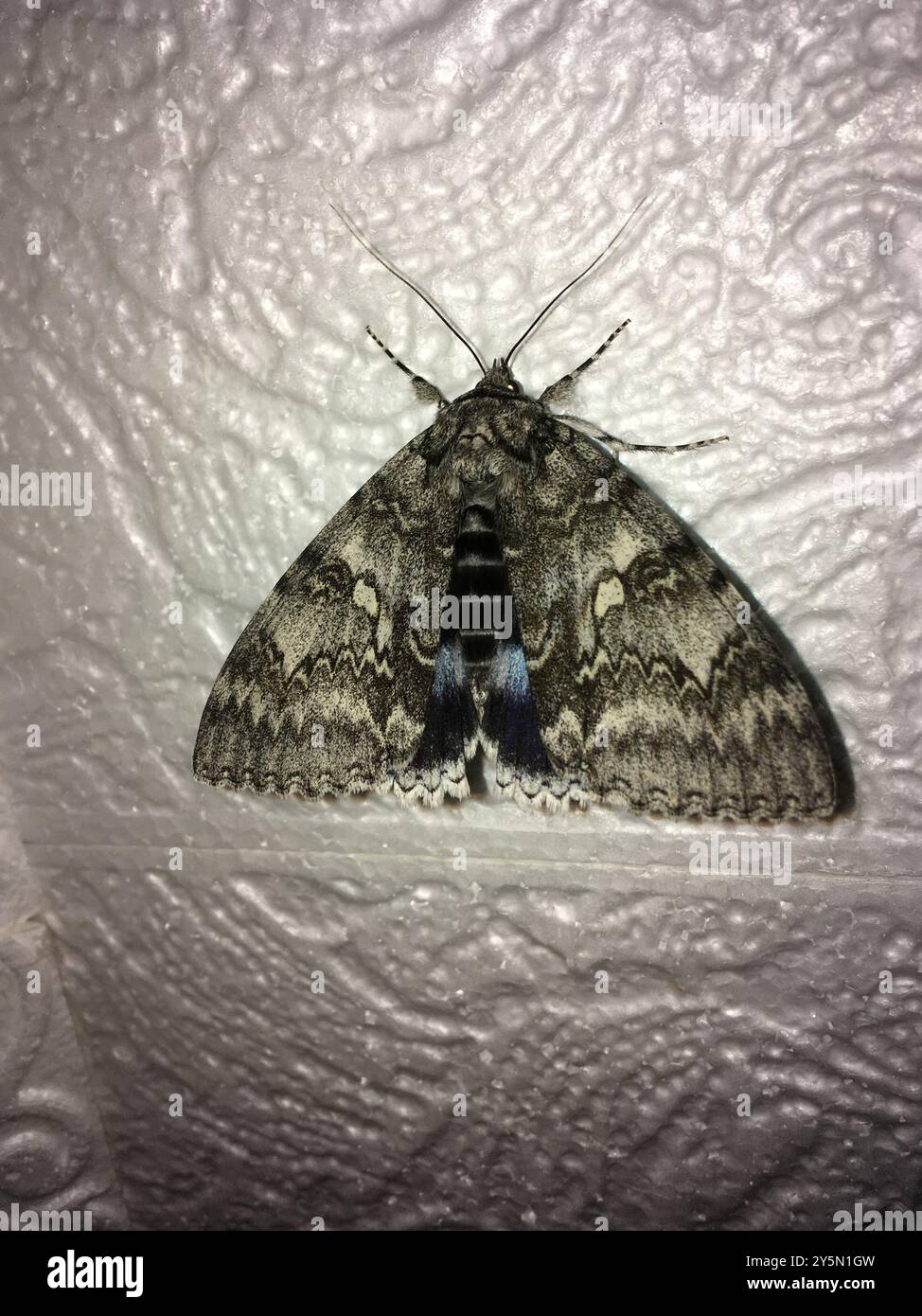 Blue Underwing (Catocala fraxini) Insecta Stock Photo - Alamy