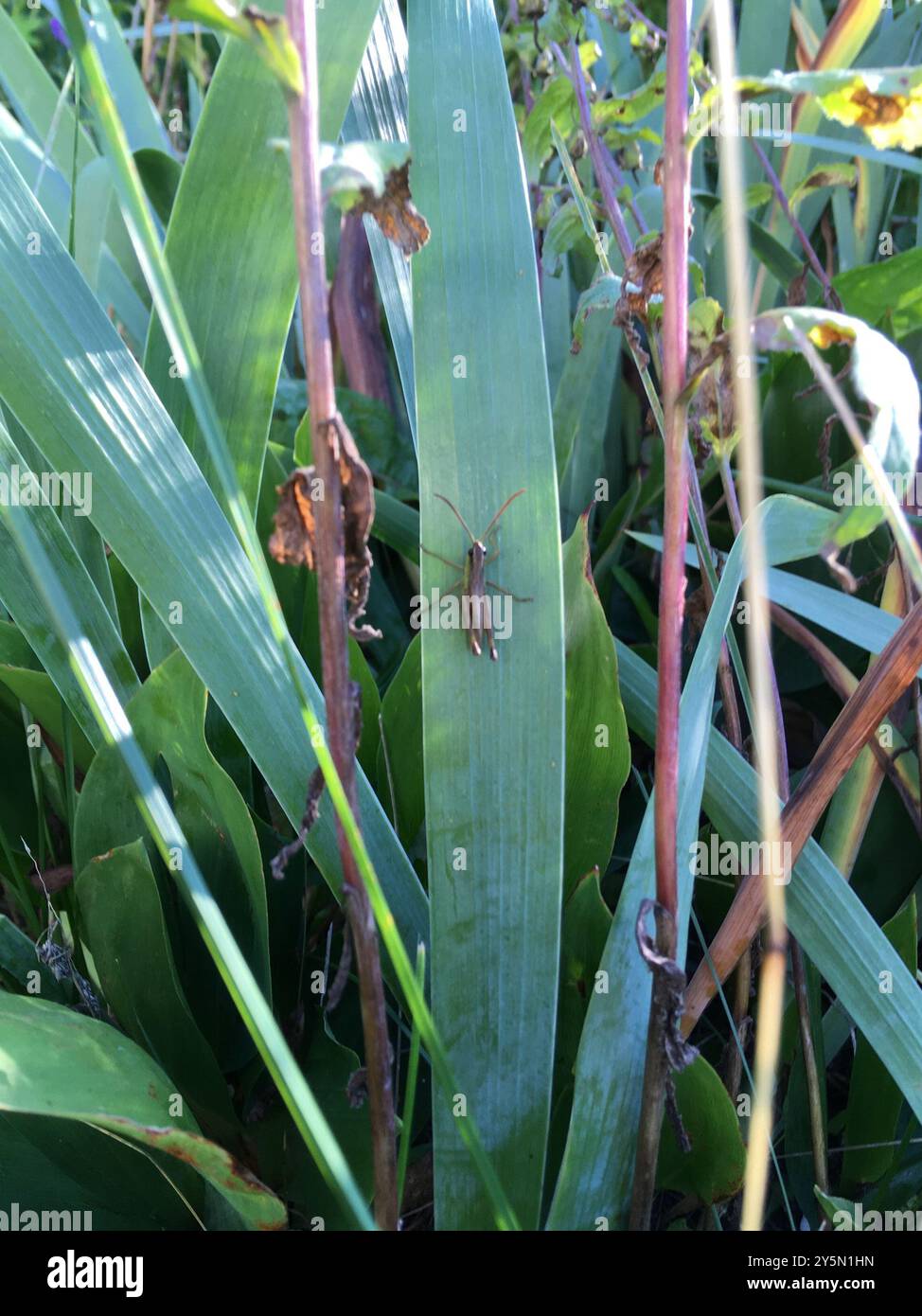 Water-meadow Grasshopper (Pseudochorthippus montanus) Insecta Stock ...