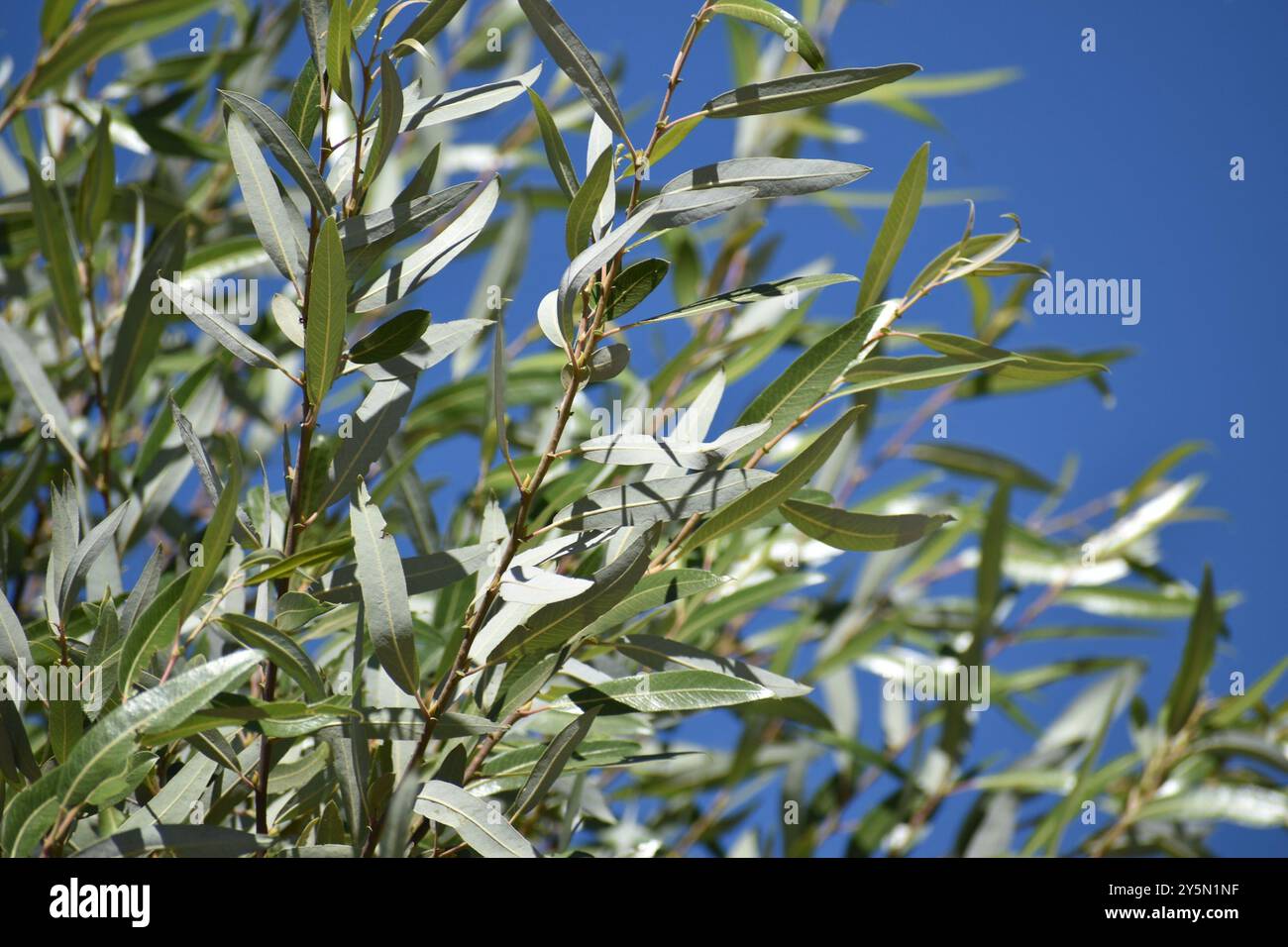 red willow (Salix laevigata) Plantae Stock Photo - Alamy