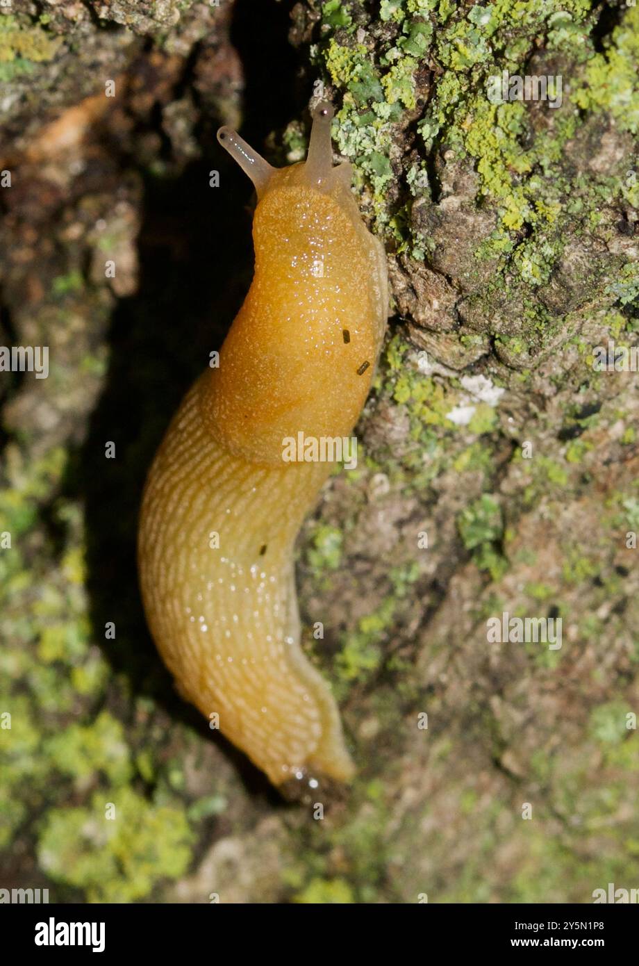 Western Dusky Slug (Arion subfuscus) Mollusca Stock Photo - Alamy